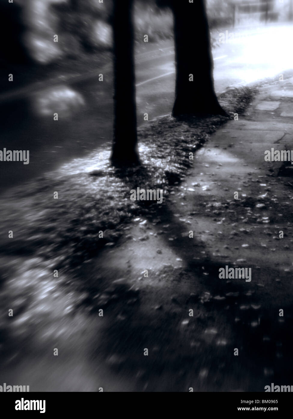 Distorted Tree Trunks on the side of a road by a path in sunlight Stock ...