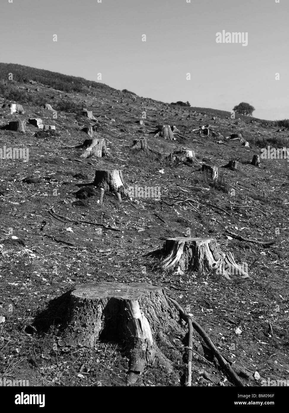 Tree stumps in an open field Stock Photo - Alamy