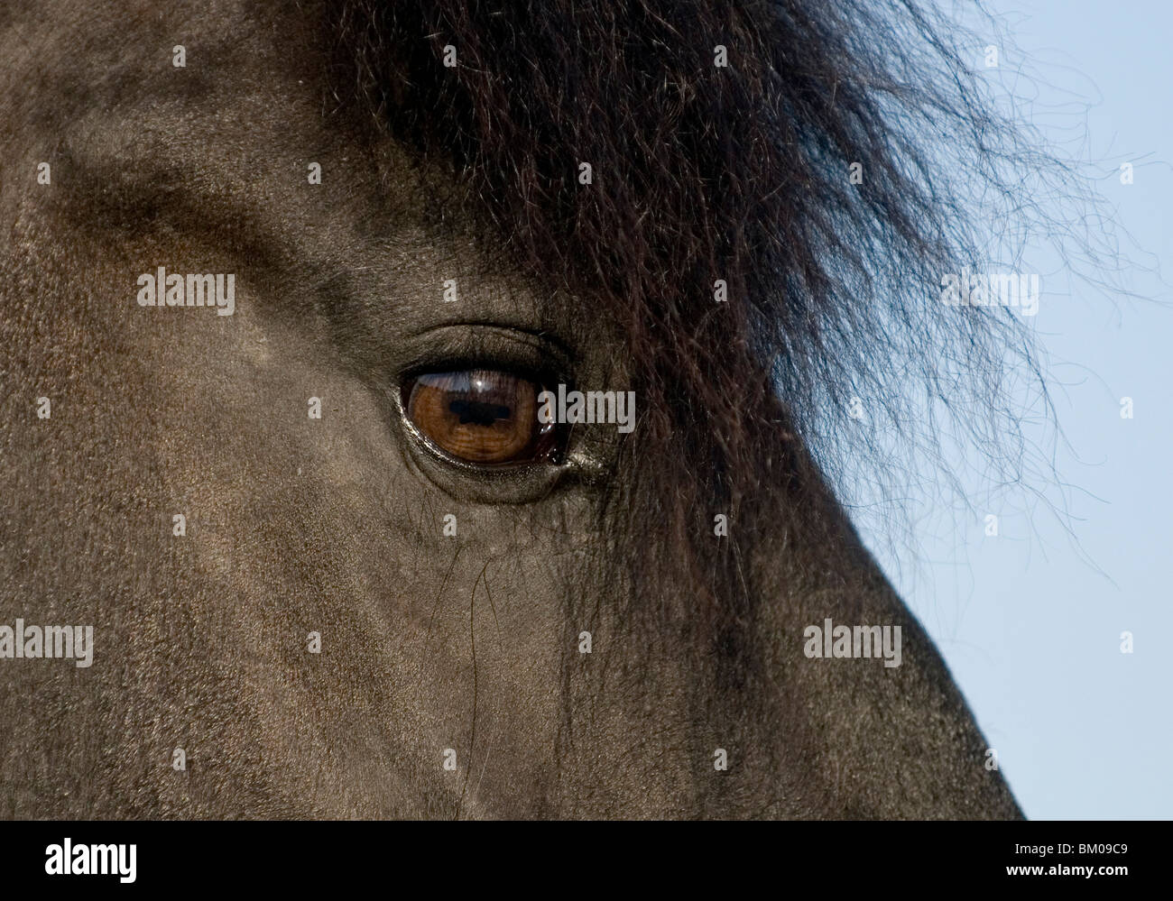 Friesian horse close up eye hi-res stock photography and images - Alamy