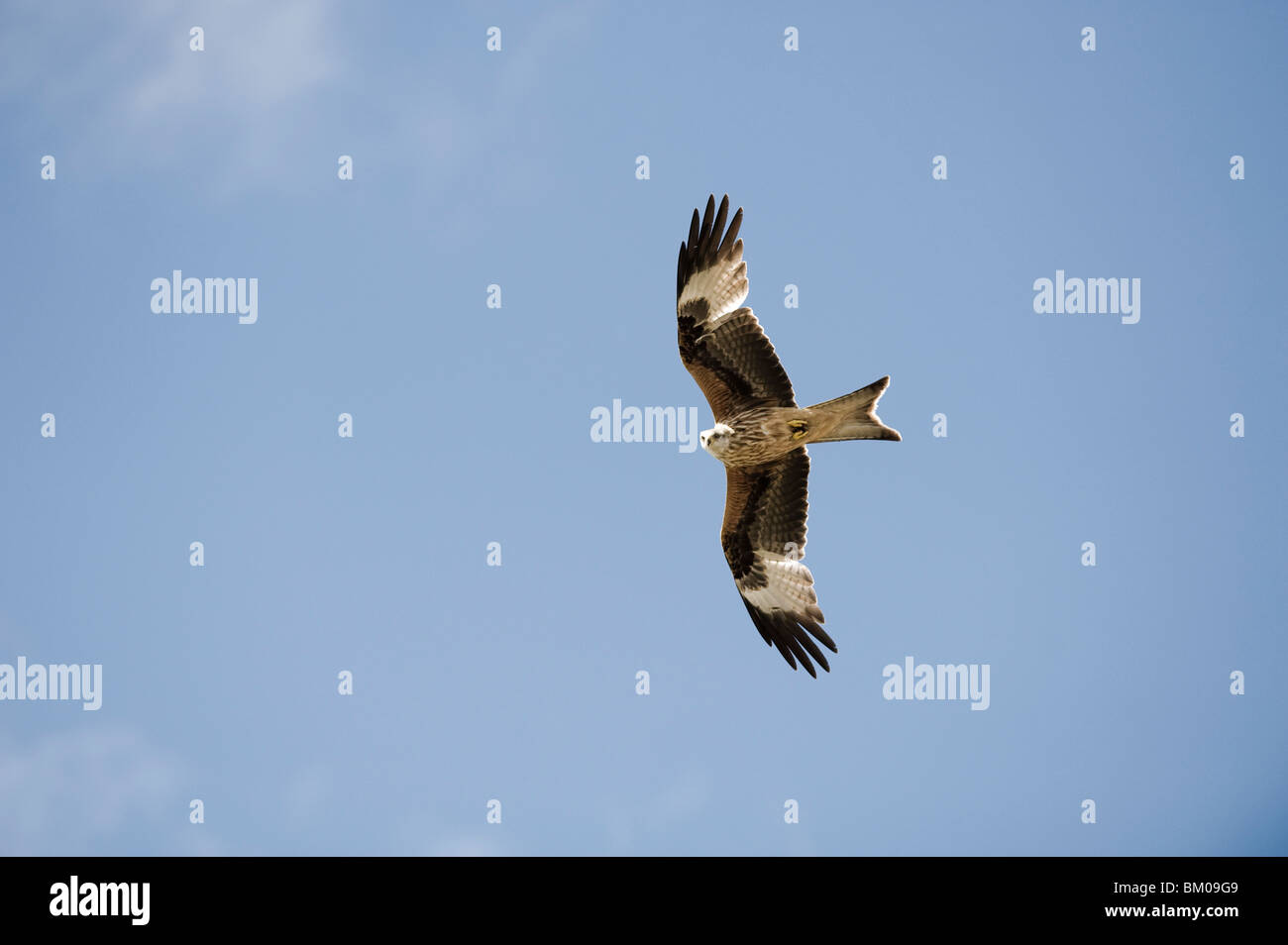 Red kite taken in Scotland in April 2010 Stock Photo - Alamy