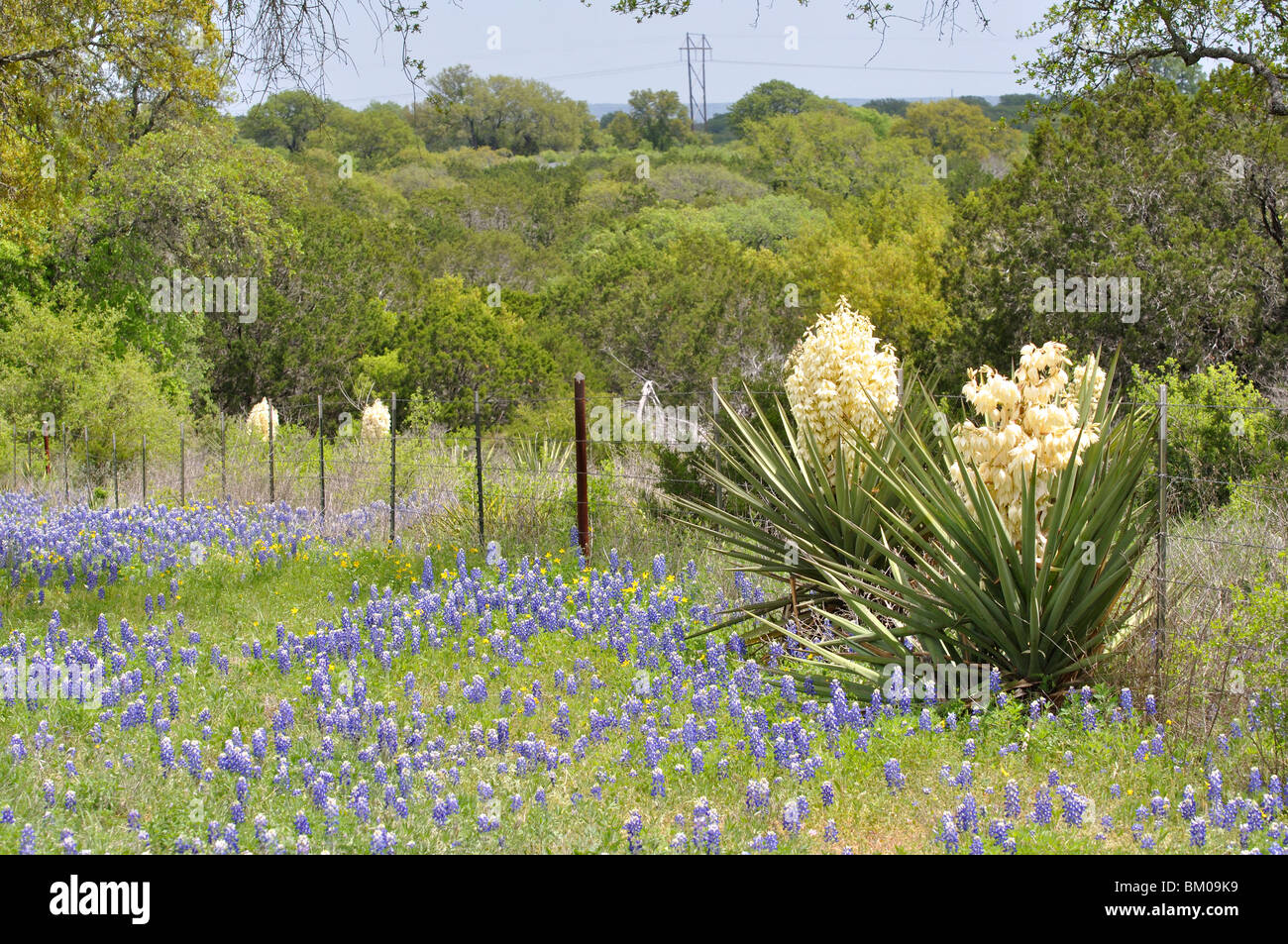 Yucca Plant Tx High Resolution Stock Photography and Images - Alamy