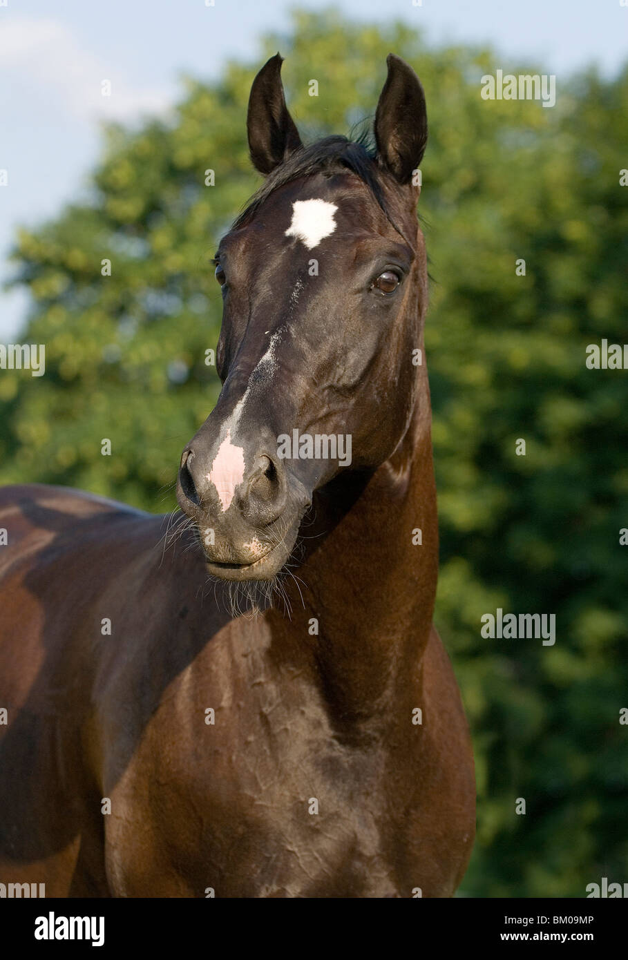 Hanoverians hi-res stock photography and images - Alamy