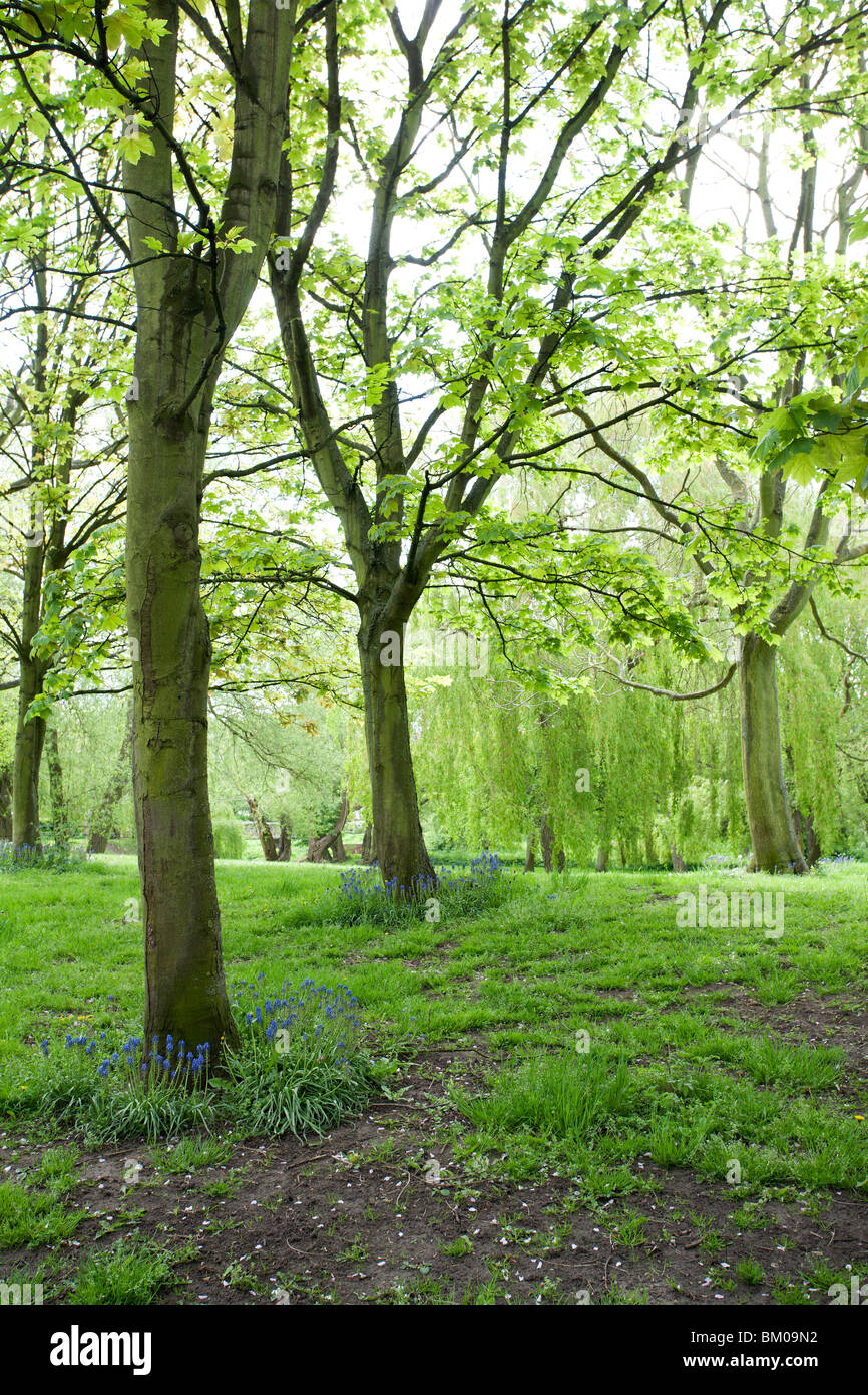 green grass and leaves amongst the trees Stock Photo - Alamy