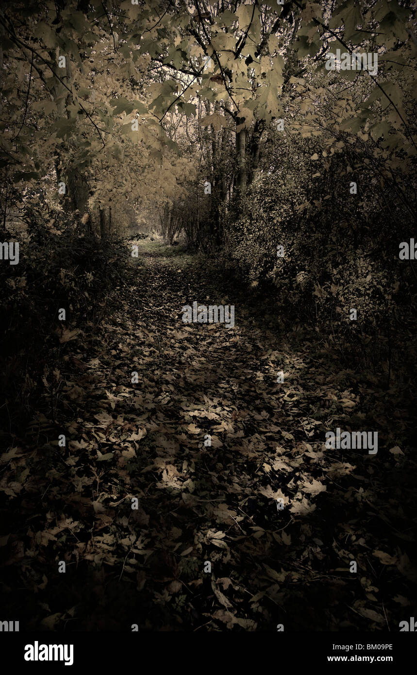 A country path in Autumn with falling leaves in England Stock Photo - Alamy