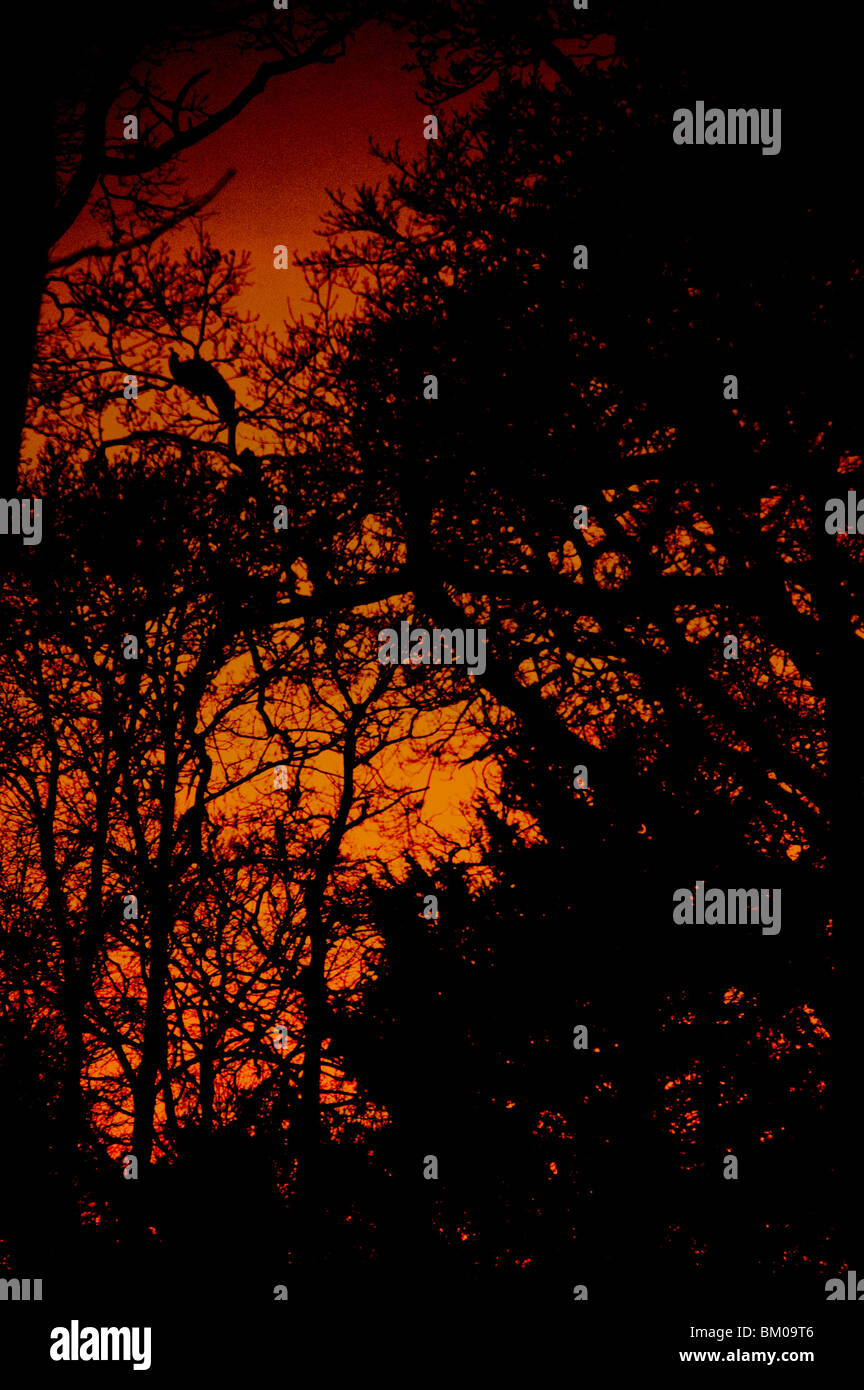 A silhouette of a peacock roosting in a tree at sunset Stock Photo - Alamy