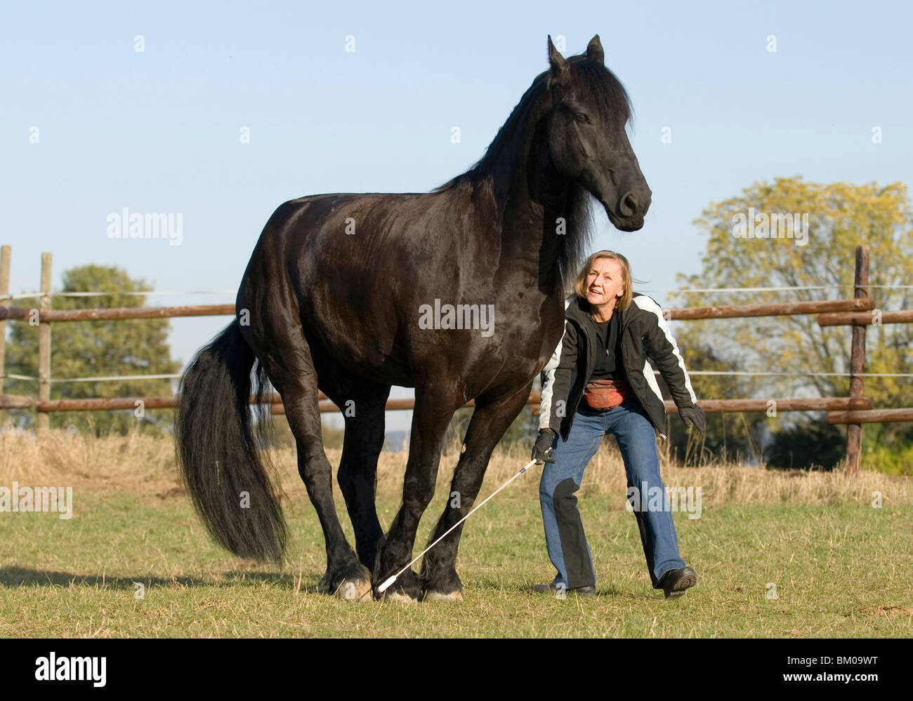 Frisians fence hi-res stock photography and images - Alamy