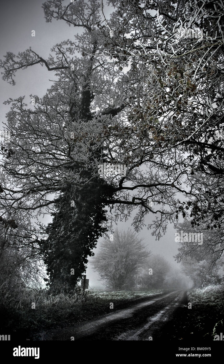Old oak tree in winter in Brome avenue Eye Suffolk England Stock Photo ...