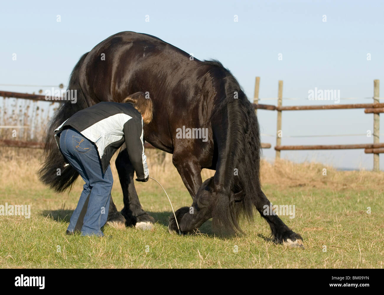 Frisians fence hi-res stock photography and images - Alamy