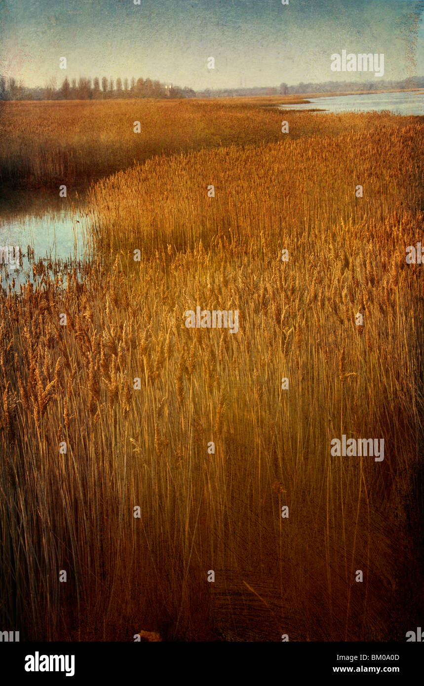 Marsh Reed Suffolk High Resolution Stock Photography and Images - Alamy