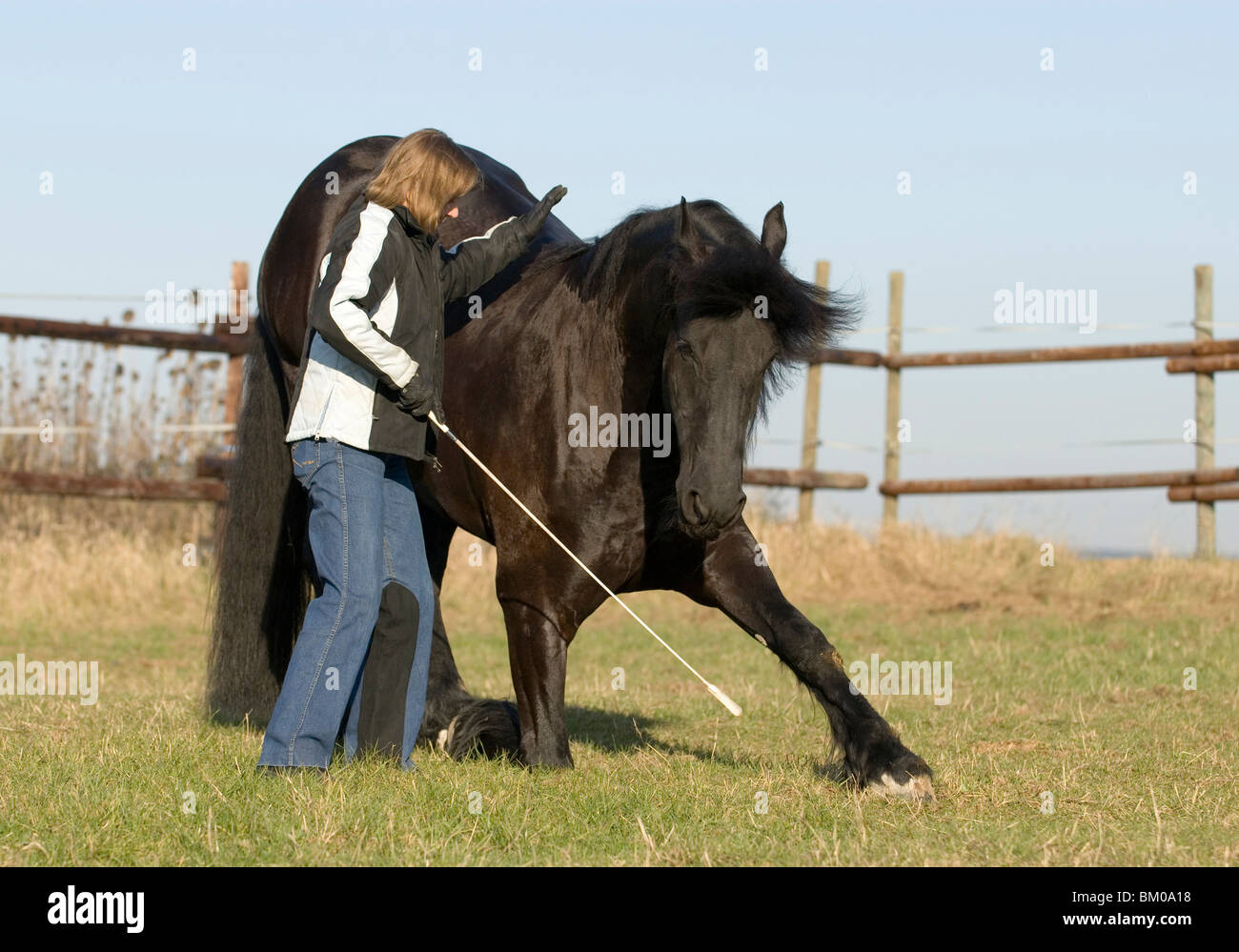 Frisians fence hi-res stock photography and images - Alamy