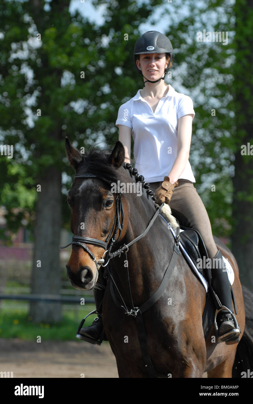woman rids Holsteiner horse Stock Photo - Alamy