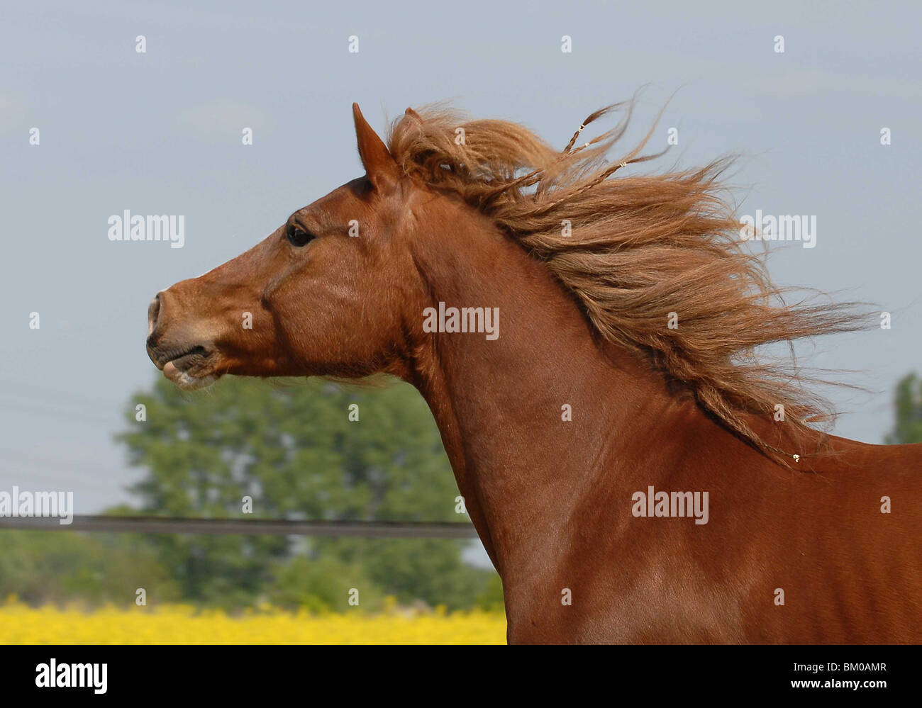 Ponyportrait hi-res stock photography and images - Alamy