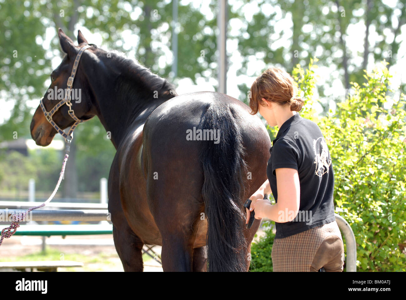 cleaning a horse Stock Photo - Alamy