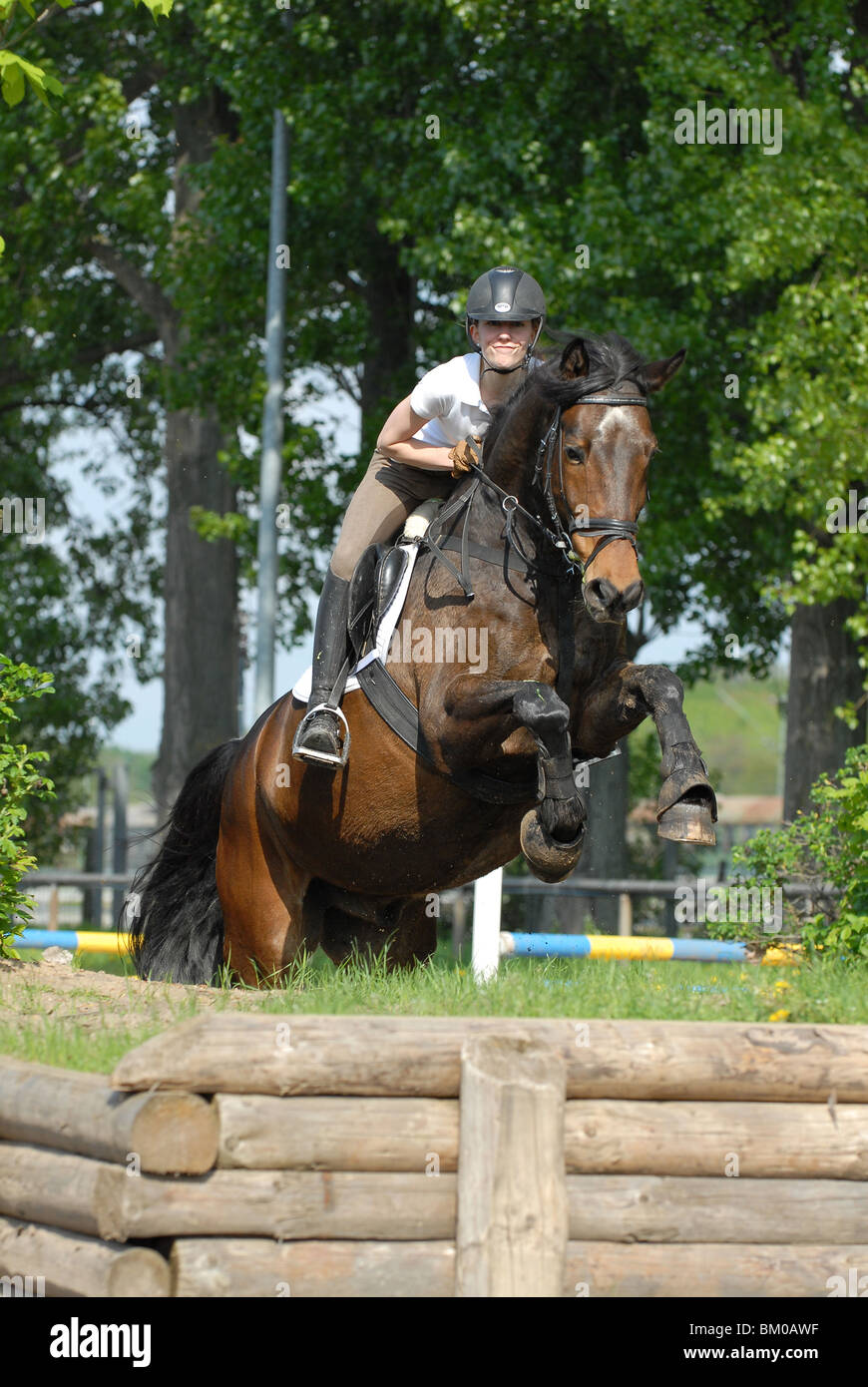 jumping Holsteiner horse Stock Photo - Alamy