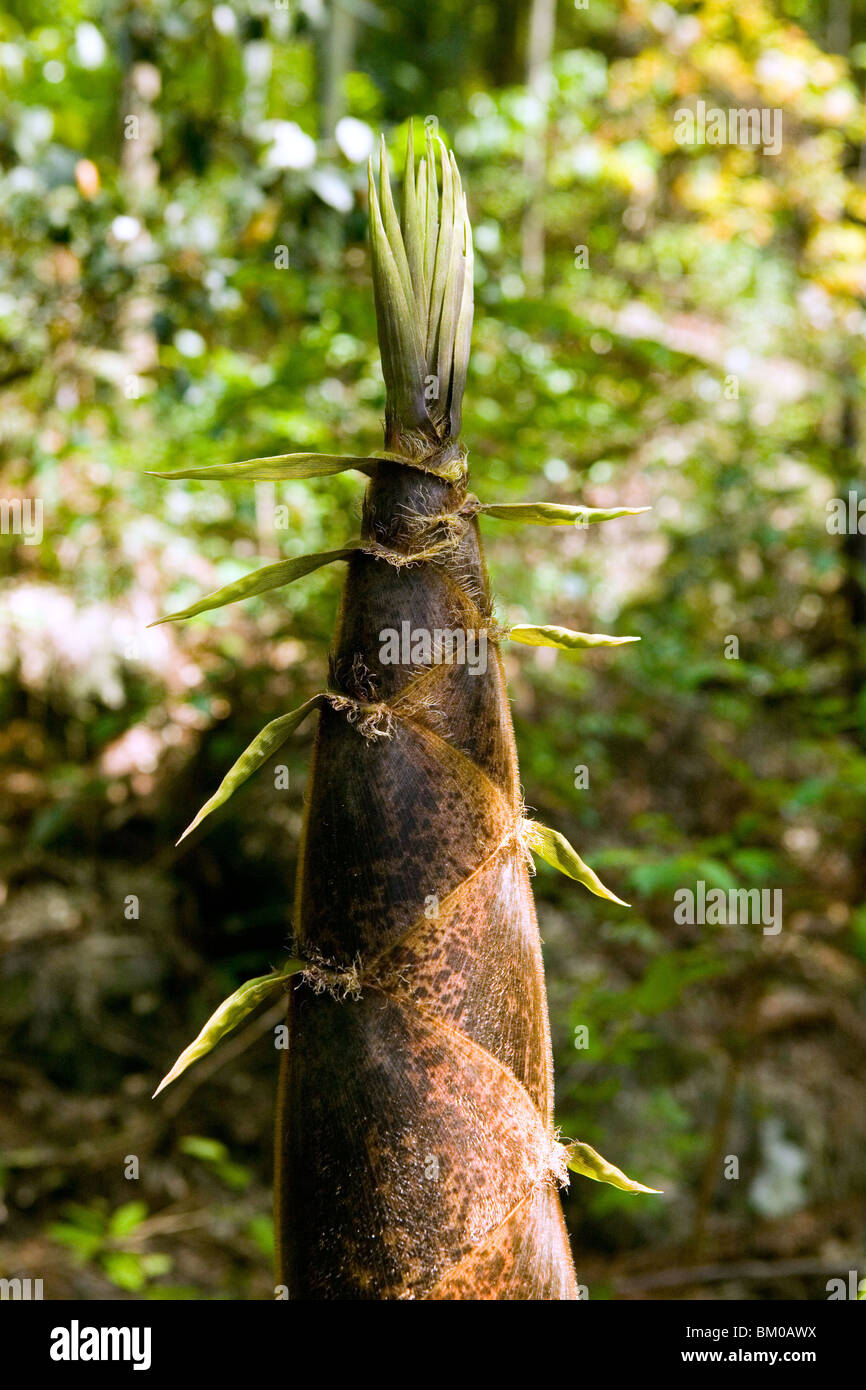new growth, bamboo forest, bamboo shooot, China, Asia Stock Photo - Alamy