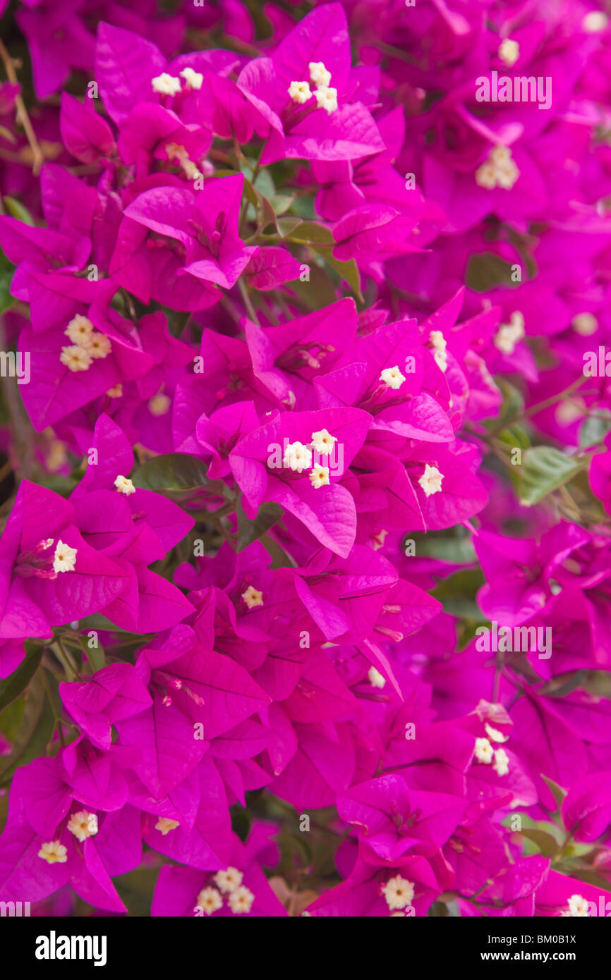 bright magenta bougainvillea vertical background Stock Photo - Alamy