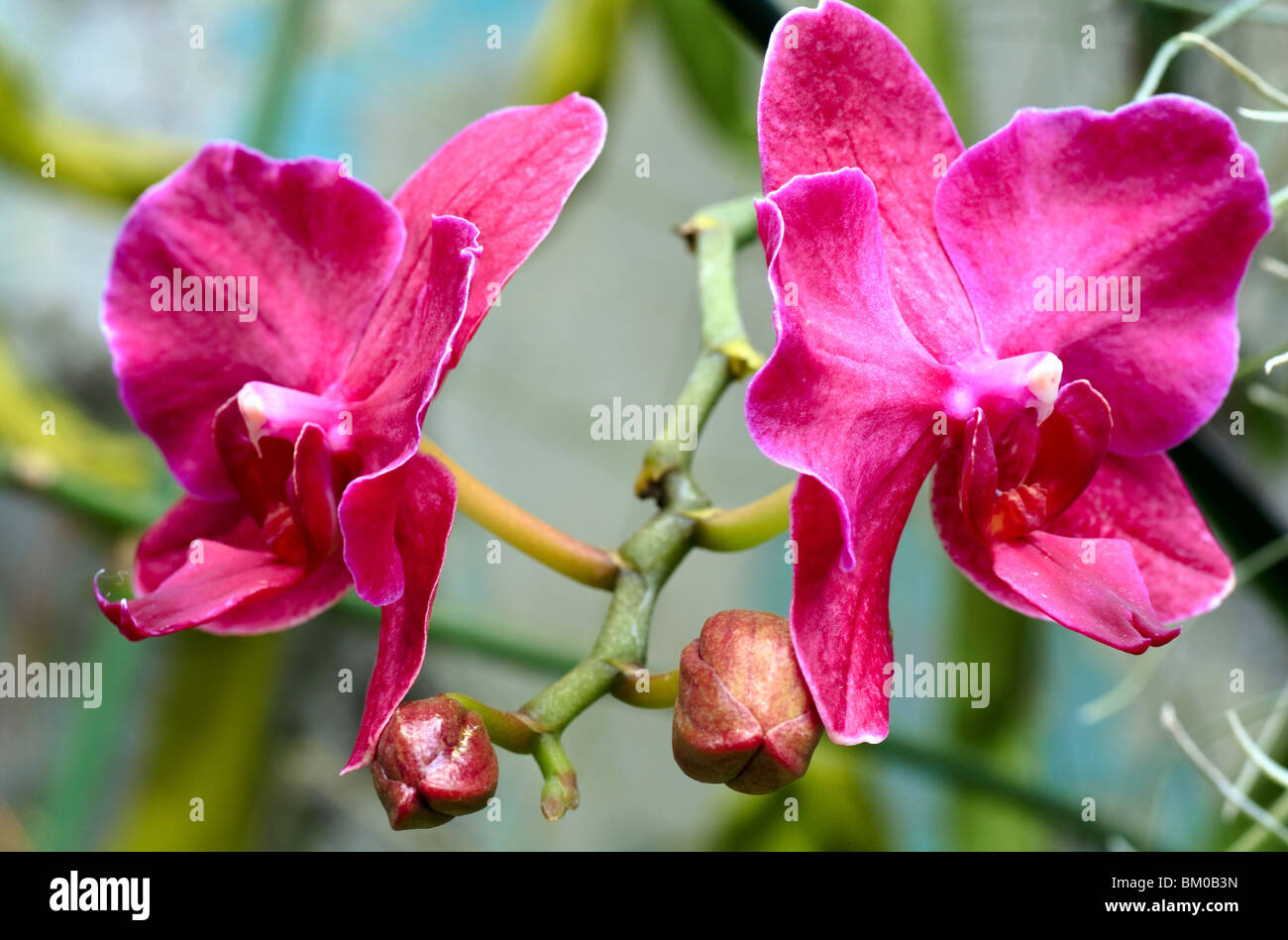 Magenta orchid hi-res stock photography and images - Alamy