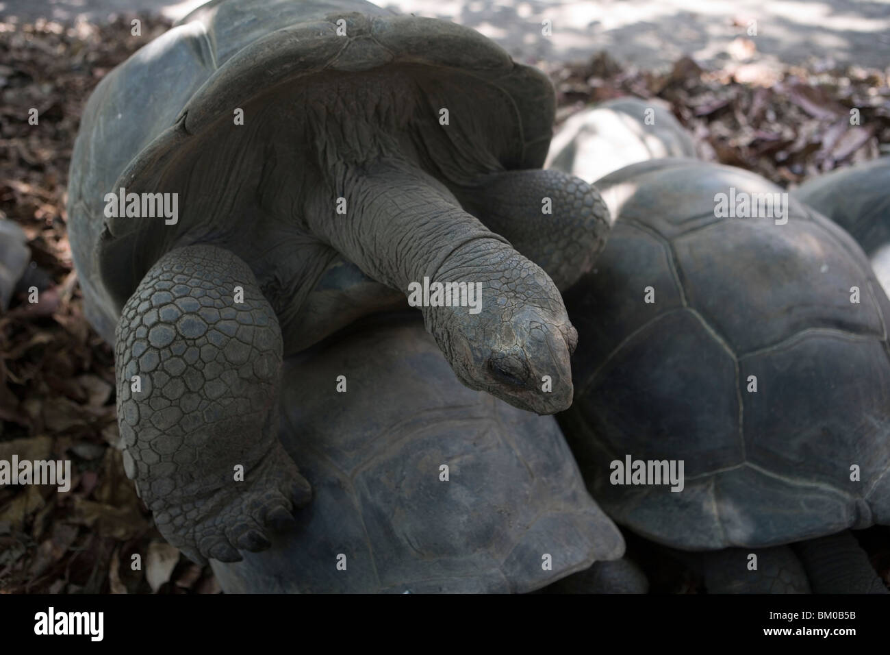 Mating Tortoises at Union Plantation, La Digue Island, Seychelles Stock ...