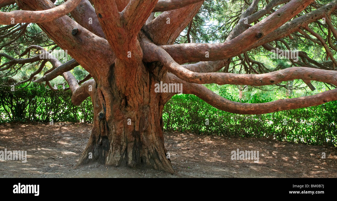 Arbutus Andrachne Tree High Resolution Stock Photography and Images - Alamy