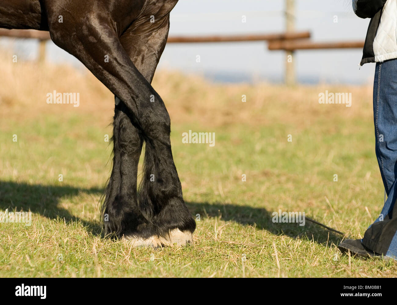 Frisian shows trick Stock Photo - Alamy