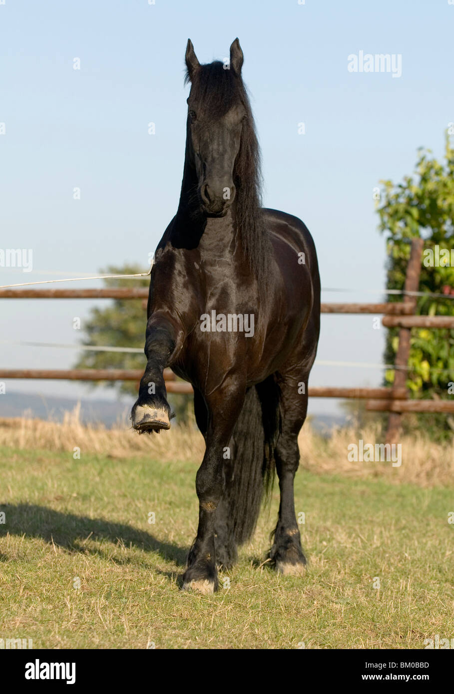 Frisians fence hi-res stock photography and images - Alamy