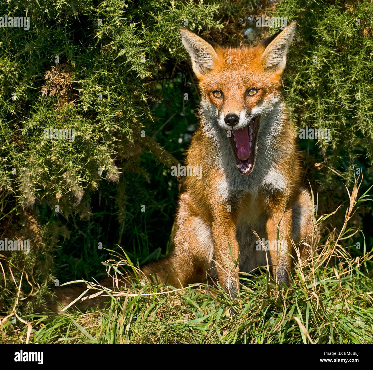 Fox mouth wide open hi-res stock photography and images - Alamy