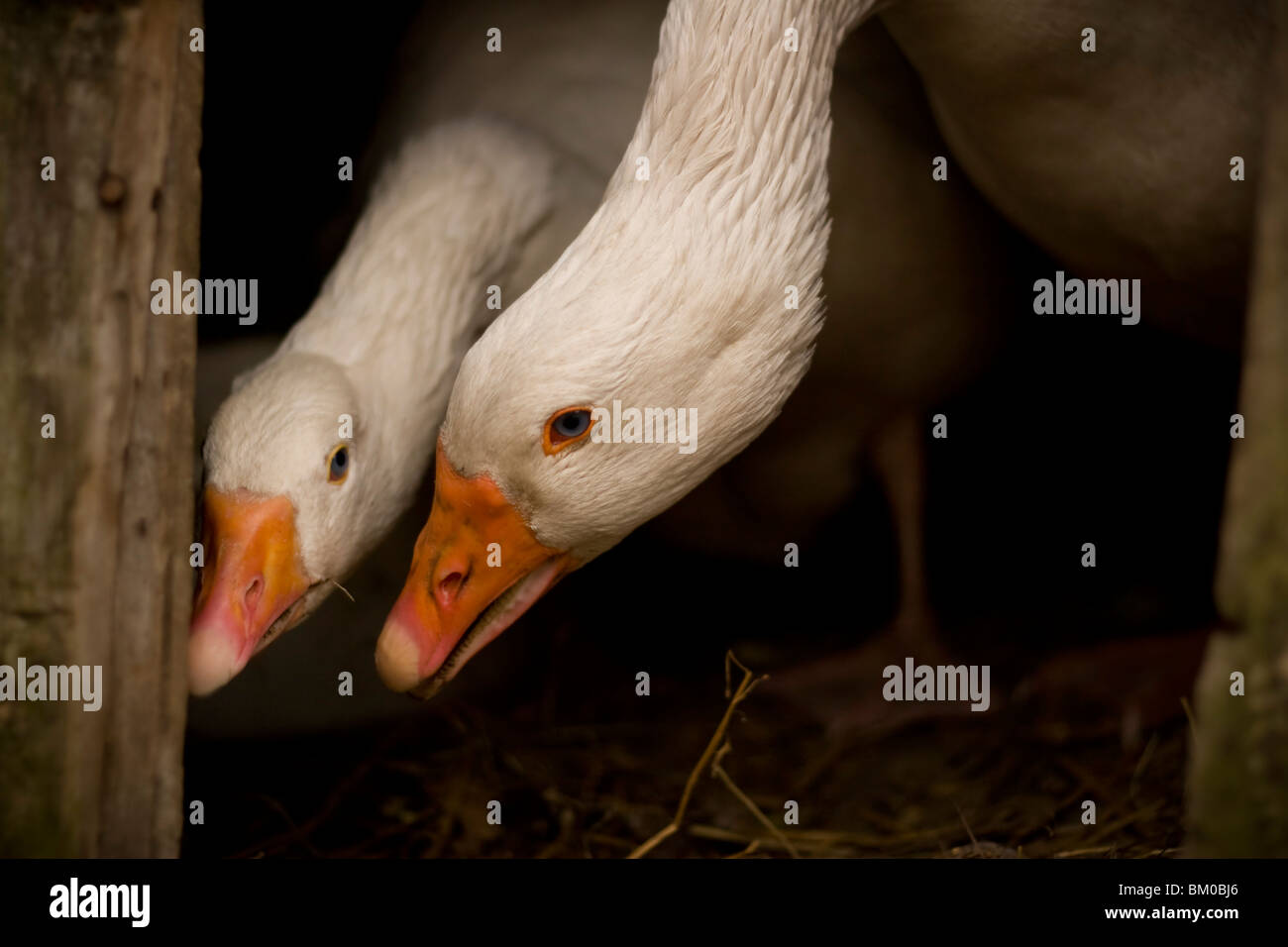 Goose quill hi-res stock photography and images - Alamy