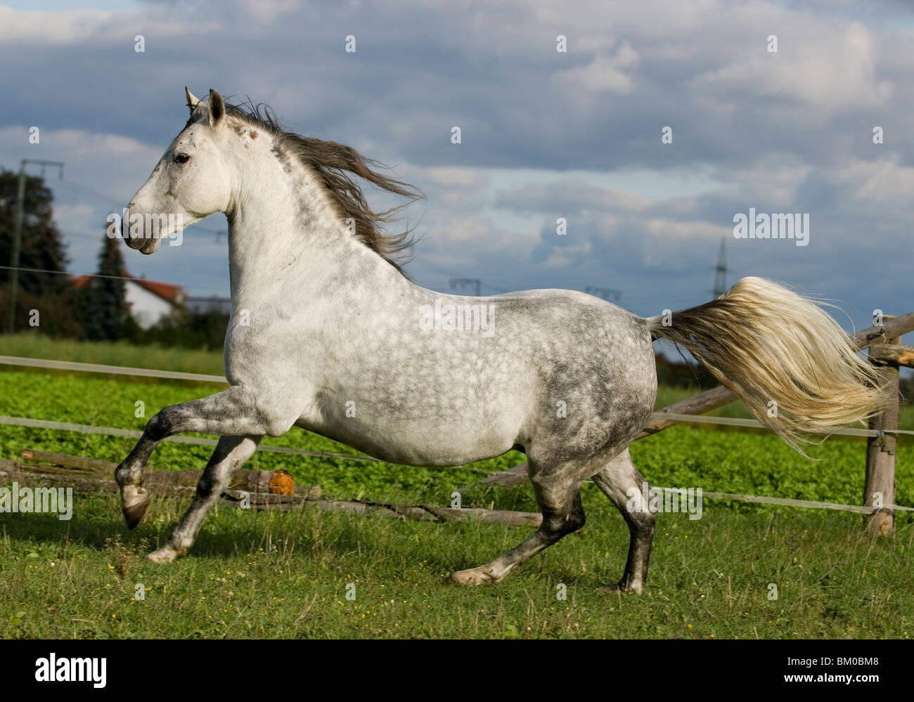 galloping Andalusian horse Stock Photo - Alamy