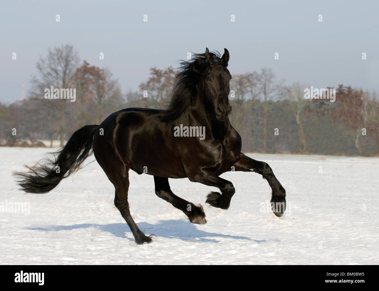 galloping friesian horse Stock Photo - Alamy