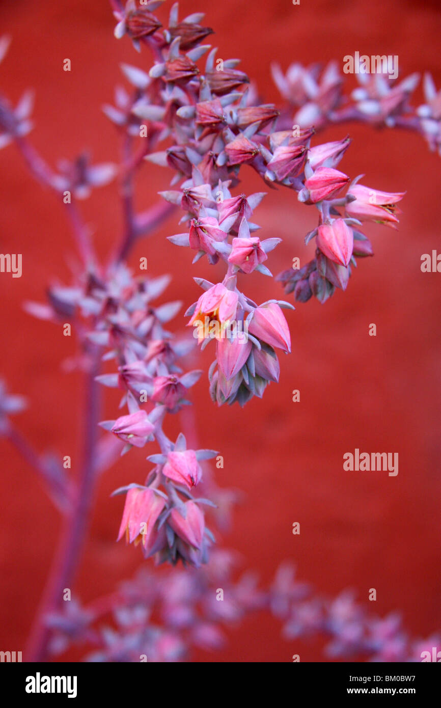 Red flowering succulent hi-res stock photography and images - Alamy