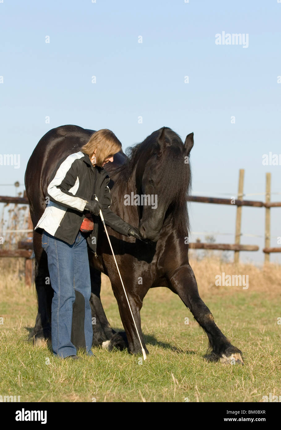 Frisian shows trick Stock Photo - Alamy