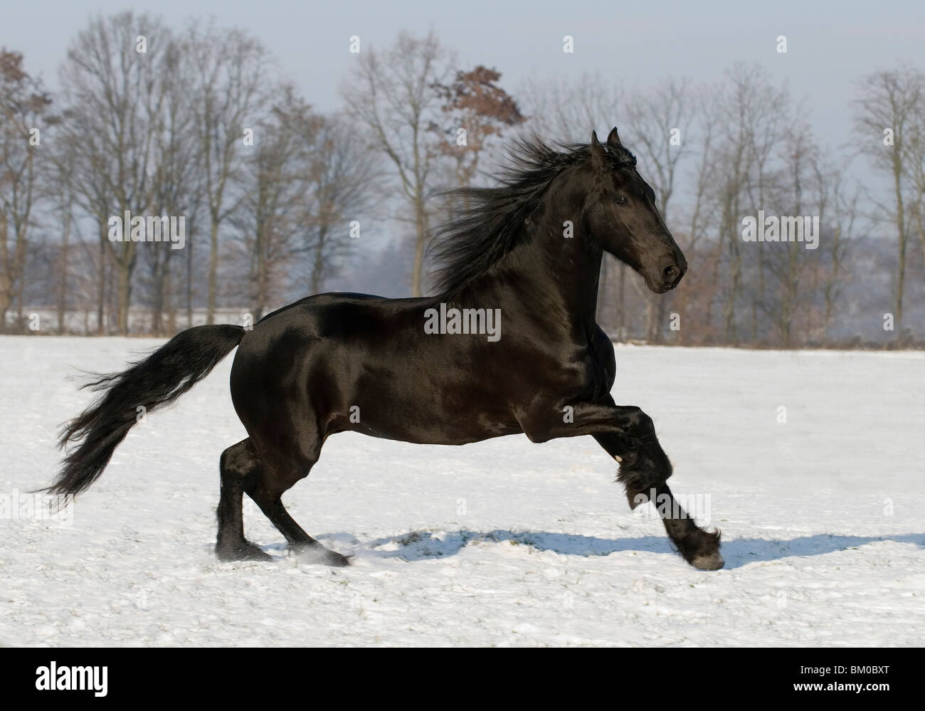 galloping friesian horse Stock Photo - Alamy