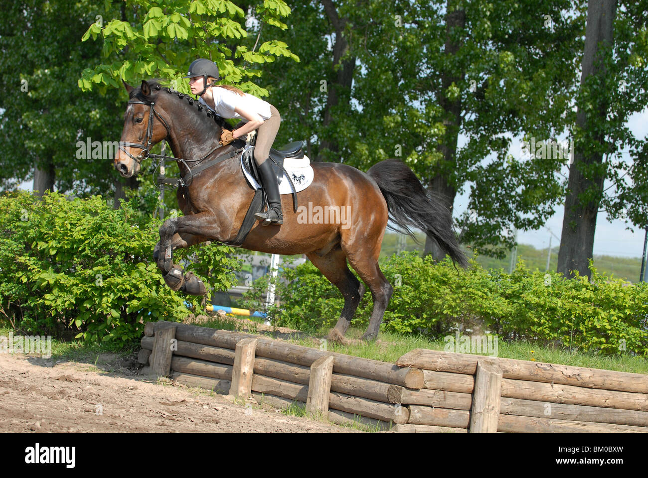 jumping Holsteiner horse Stock Photo - Alamy