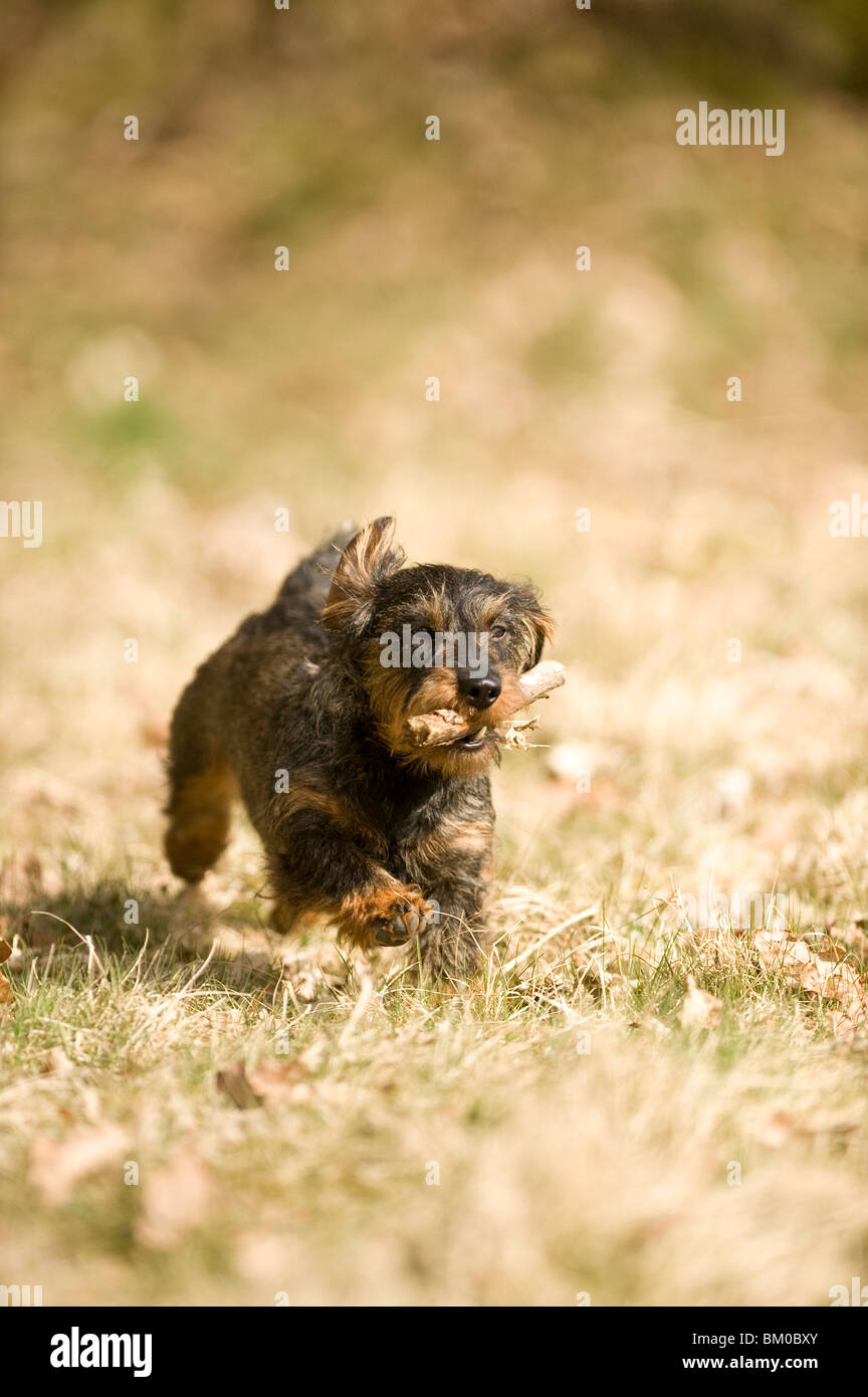 Tekel hi-res stock photography and images - Alamy