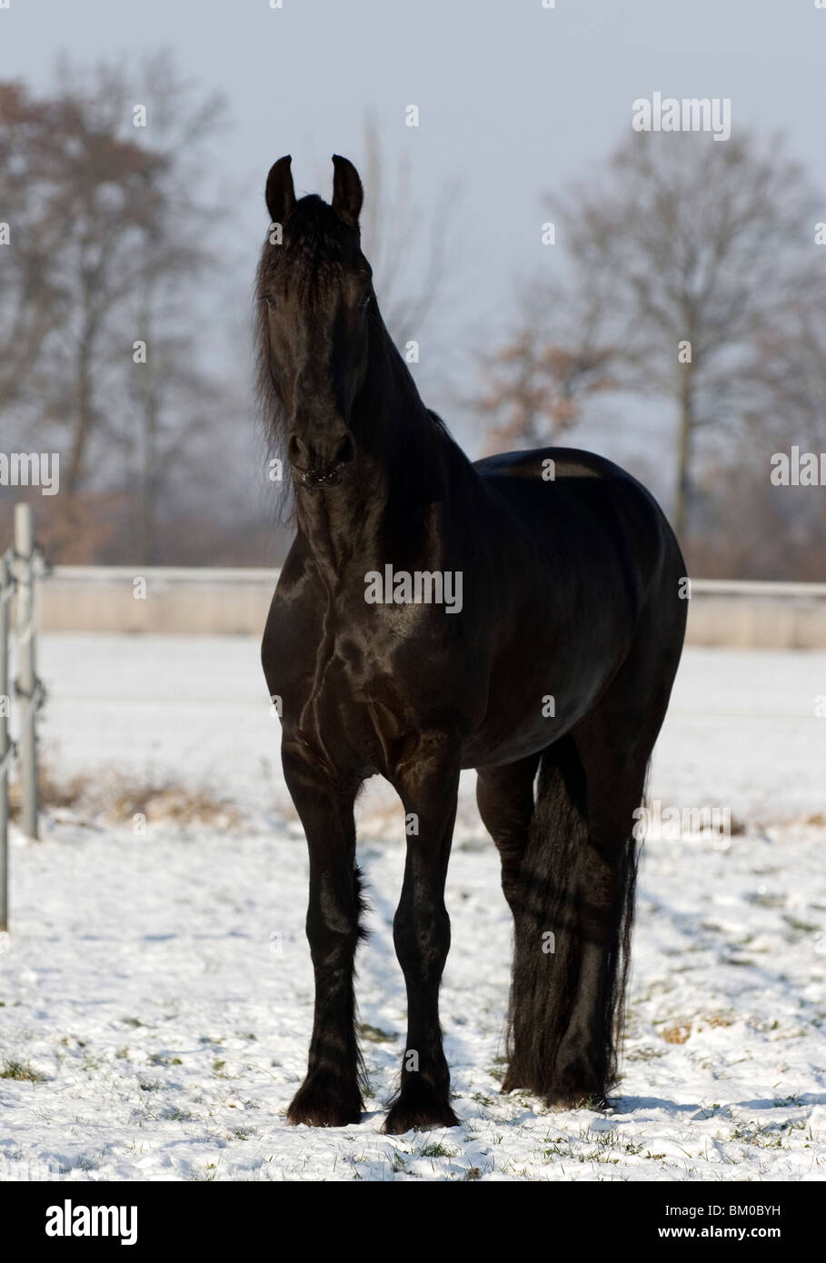 Frisians horse hi-res stock photography and images - Alamy
