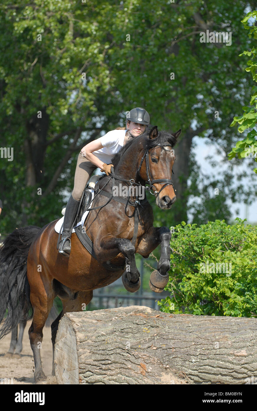 jumping Holsteiner horse Stock Photo - Alamy