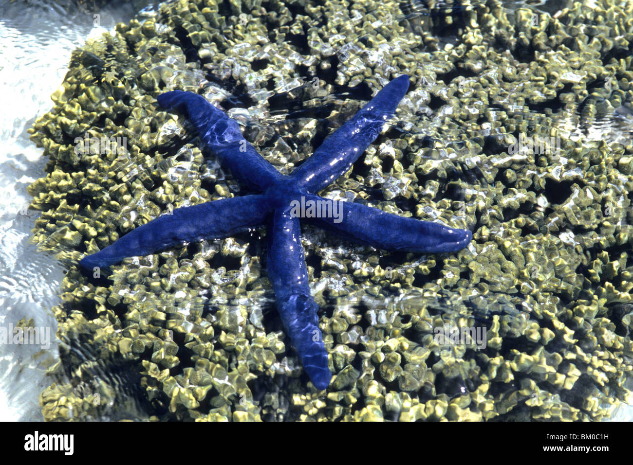 Close up of a Blue Star Fish, Heron Island, Great Barrier Reef ...