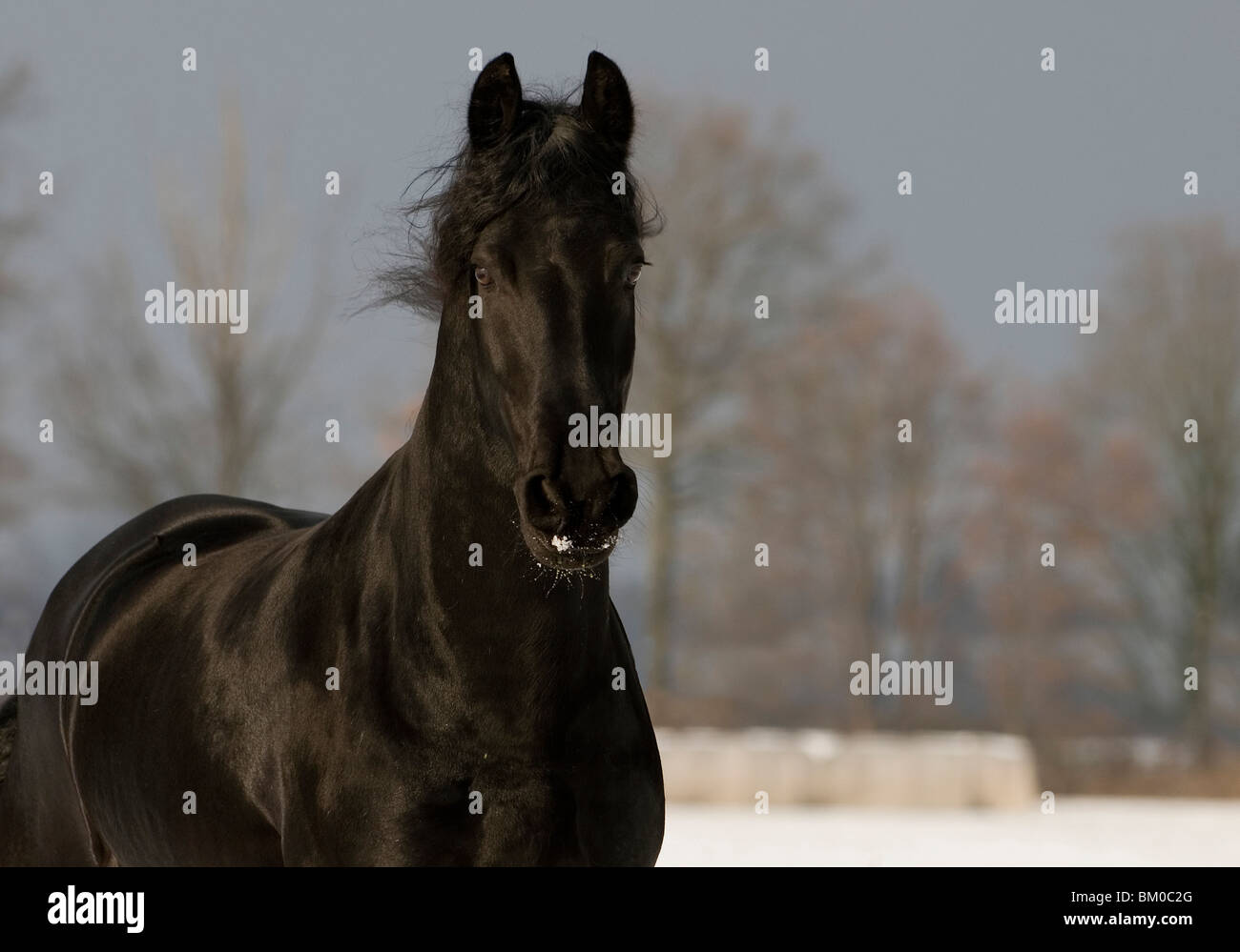 Frisians horse hi-res stock photography and images - Alamy