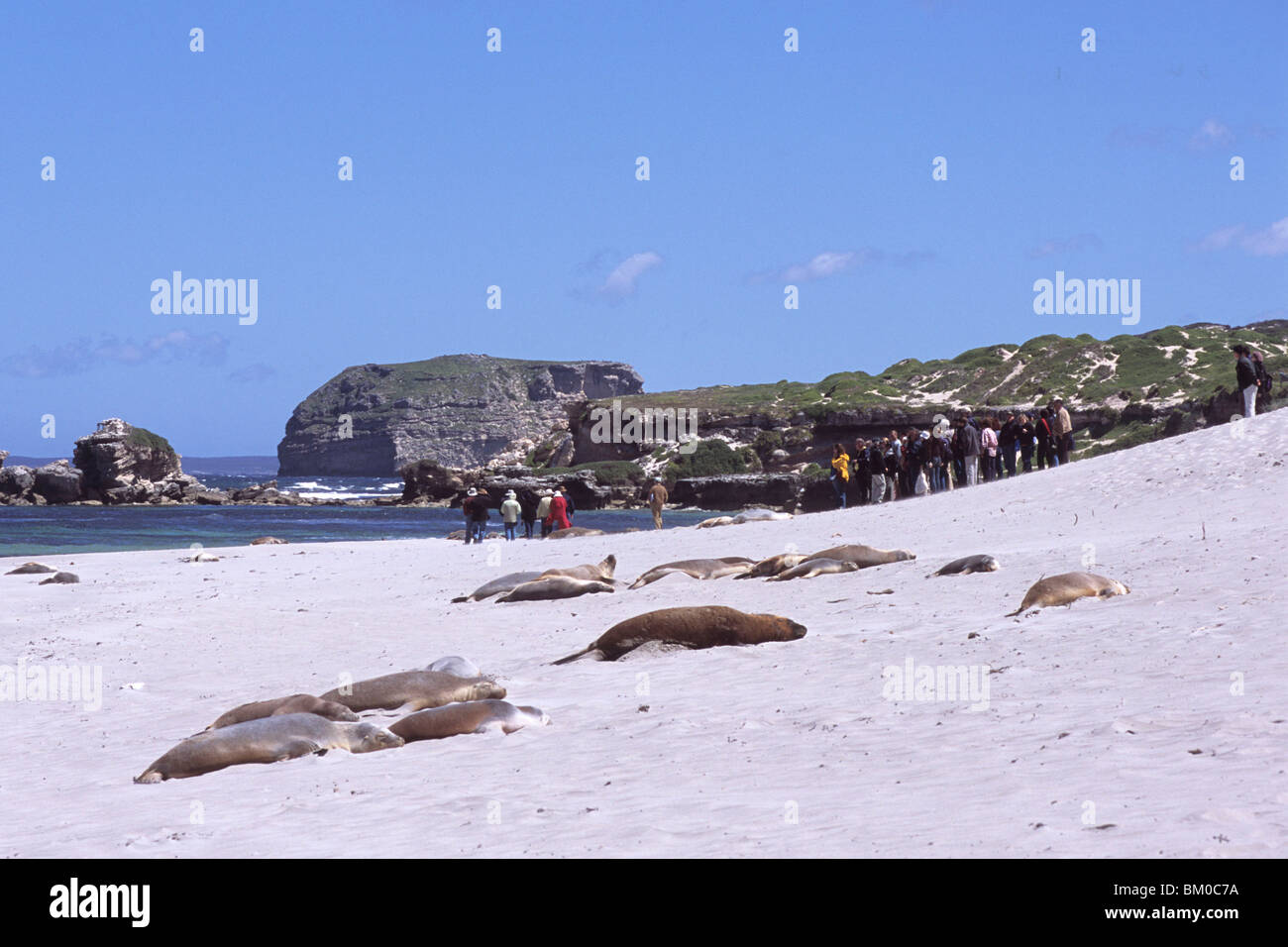 Australian Sea Lions, Seal Bay Conservation Park, Kangaroo Island ...