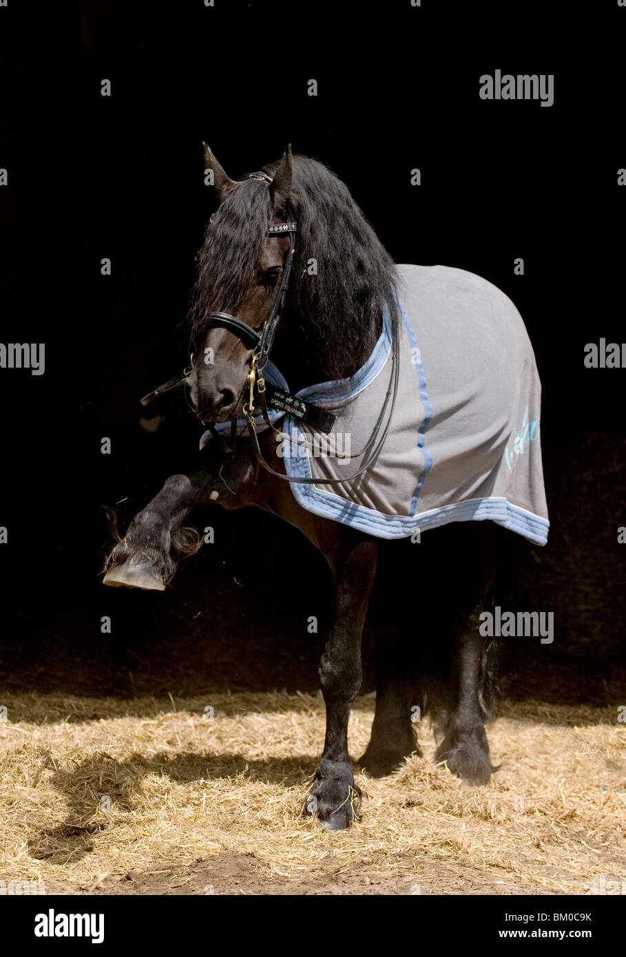 Frisian shows trick Stock Photo - Alamy