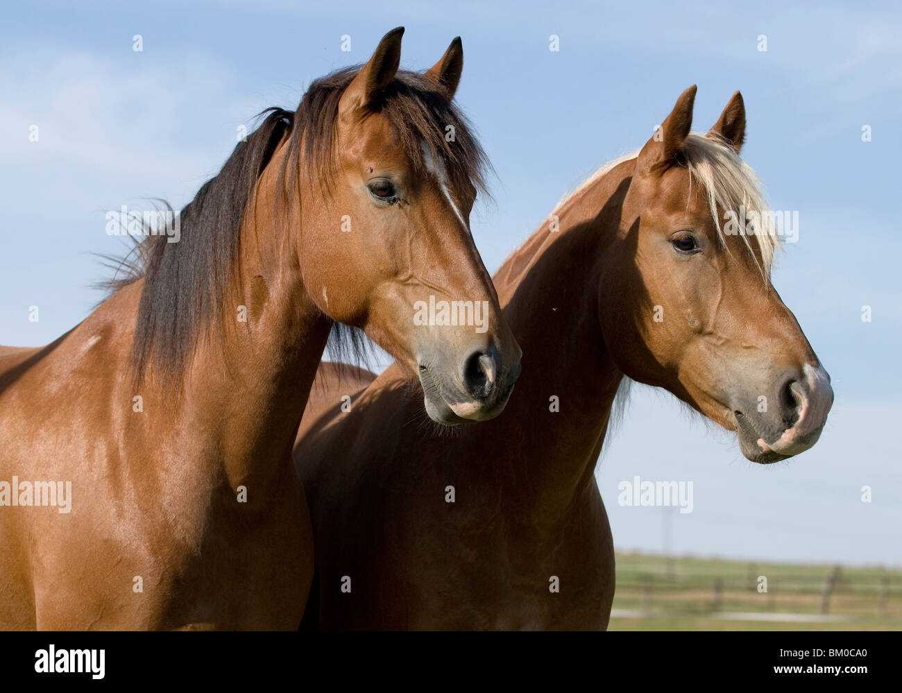 Freiberger horses hi-res stock photography and images - Alamy