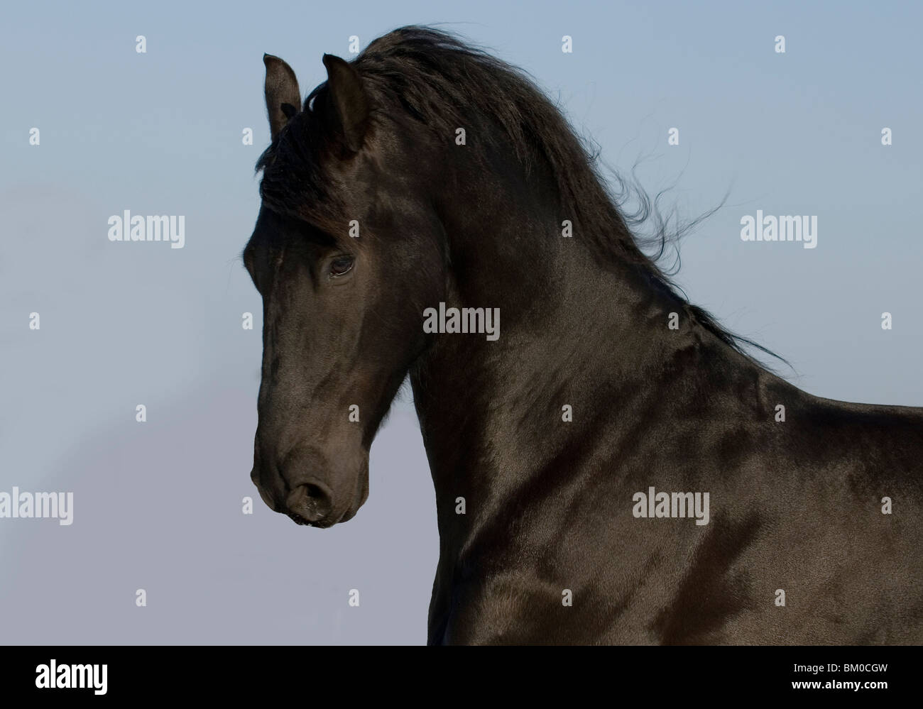 friesian horse portrait Stock Photo - Alamy