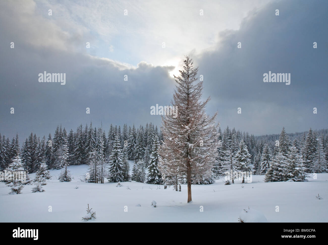 Nasty weather winter evening mountain landscape with fir trees on slope ... Nasty weather winter evening mountain landscape with fir trees on slope ...