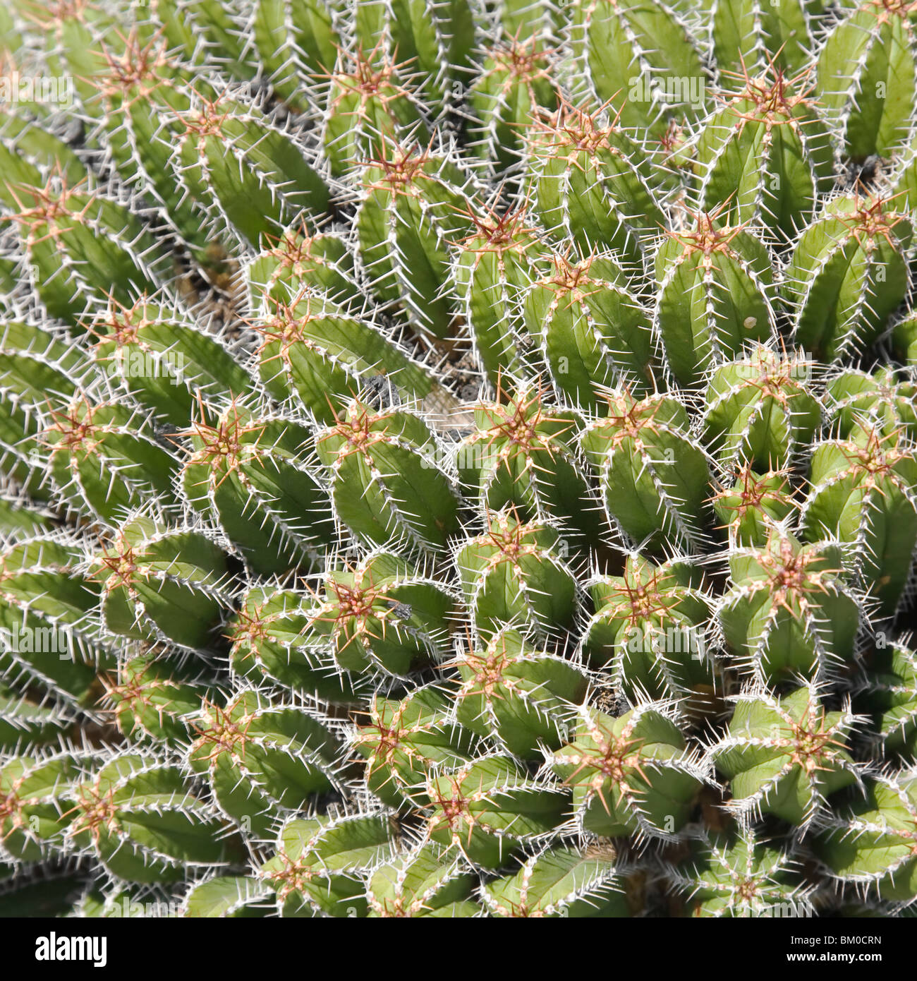 natural square background with cacti cluster Stock Photo - Alamy