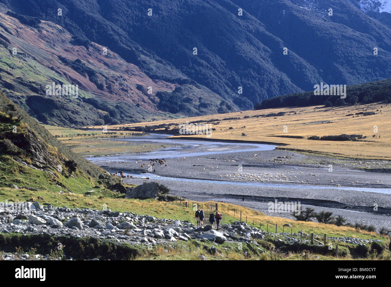 Hikers at Matukituki Valley, Mount Aspiring National Park, South Island ...