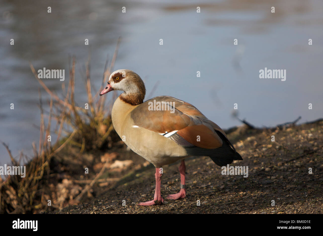 Egyptian duck at water hi-res stock photography and images - Alamy