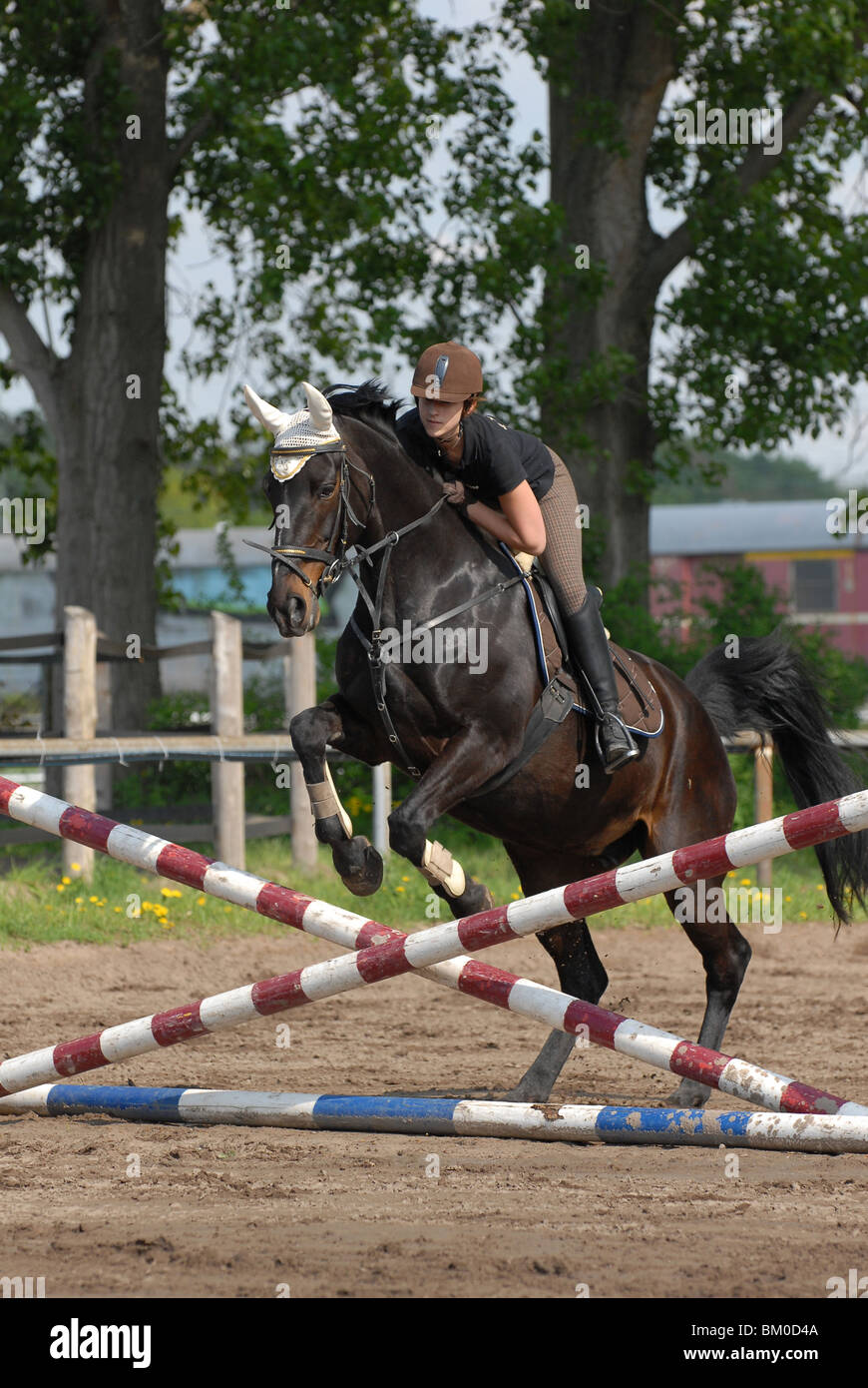 High jumping horses hi-res stock photography and images - Alamy
