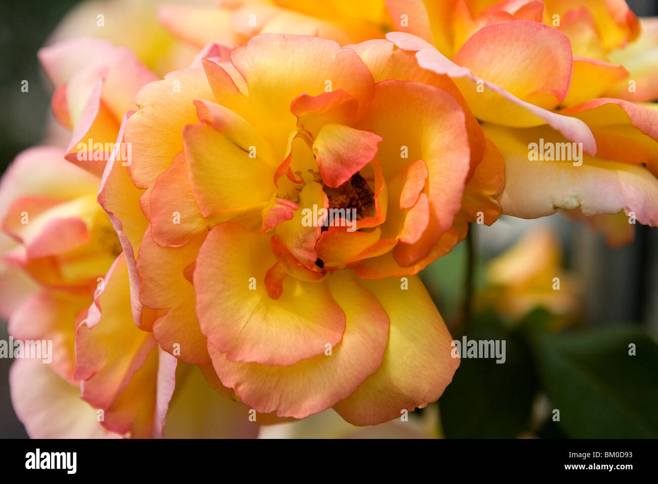 Europa Rosarium in Sangerhausen, the largest collection of roses in the ...