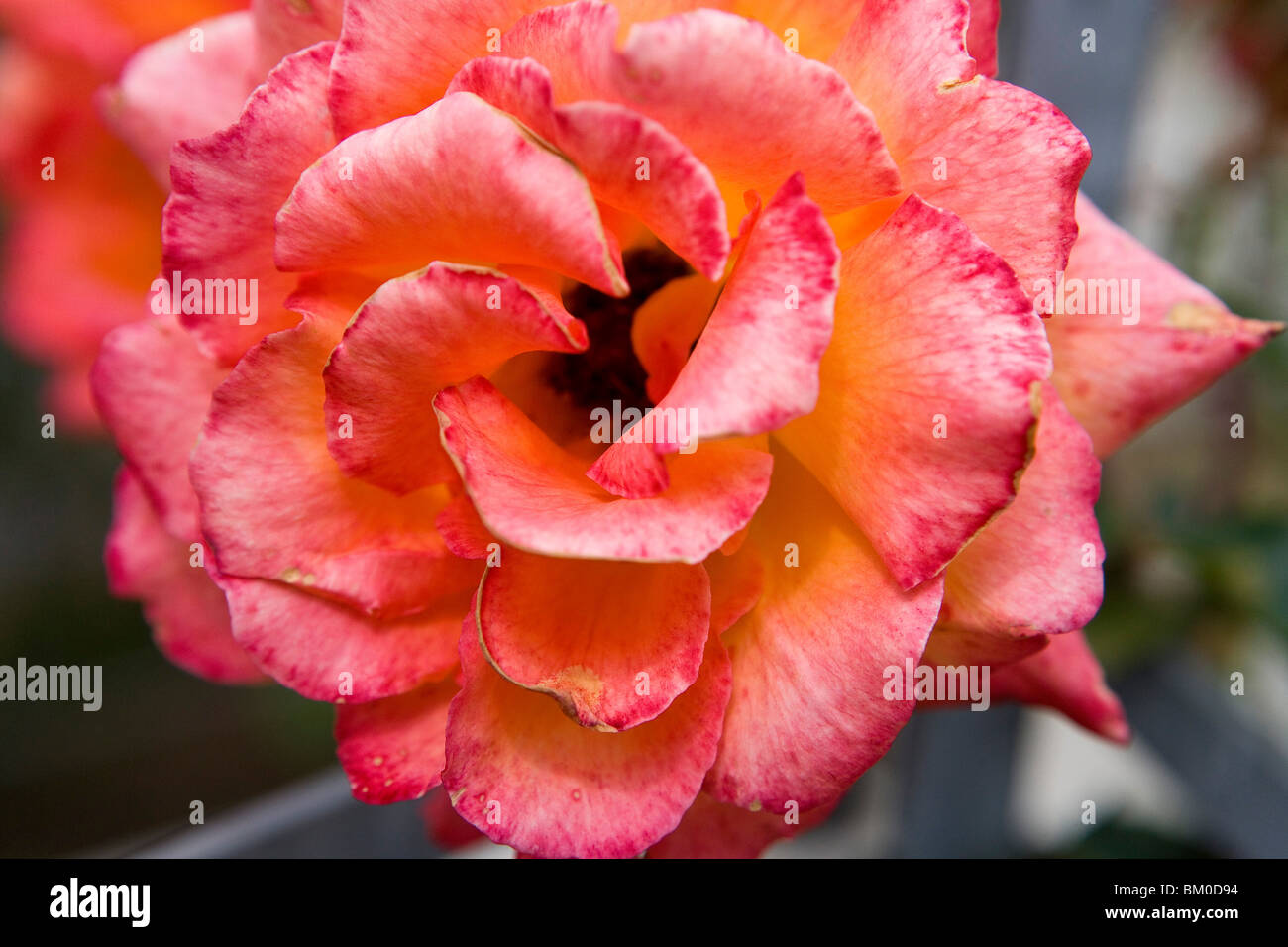 Europa Rosarium in Sangerhausen, the largest collection of roses in the ...