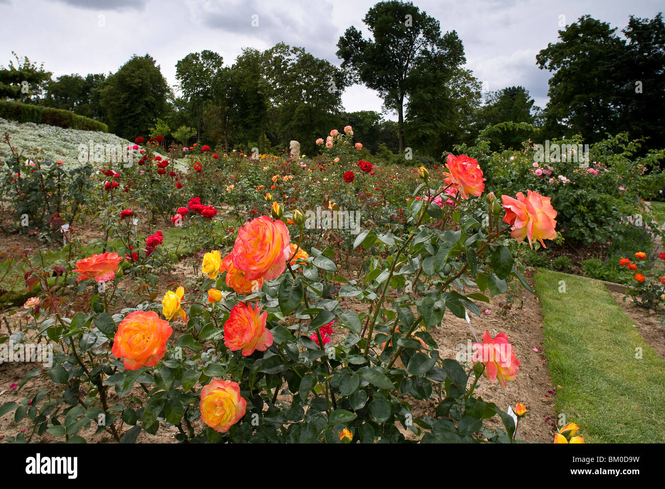 Europa Rosarium in Sangerhausen, the largest collection of roses in the ...